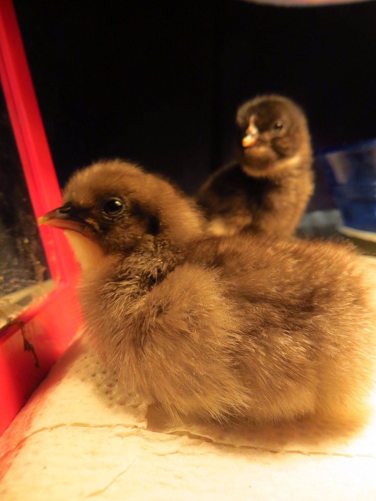 Feather Feet & Vulture Hocks