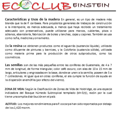 Arboles de la vertiente del pacífico : Pino Colorado (Pinus oocarpa ...