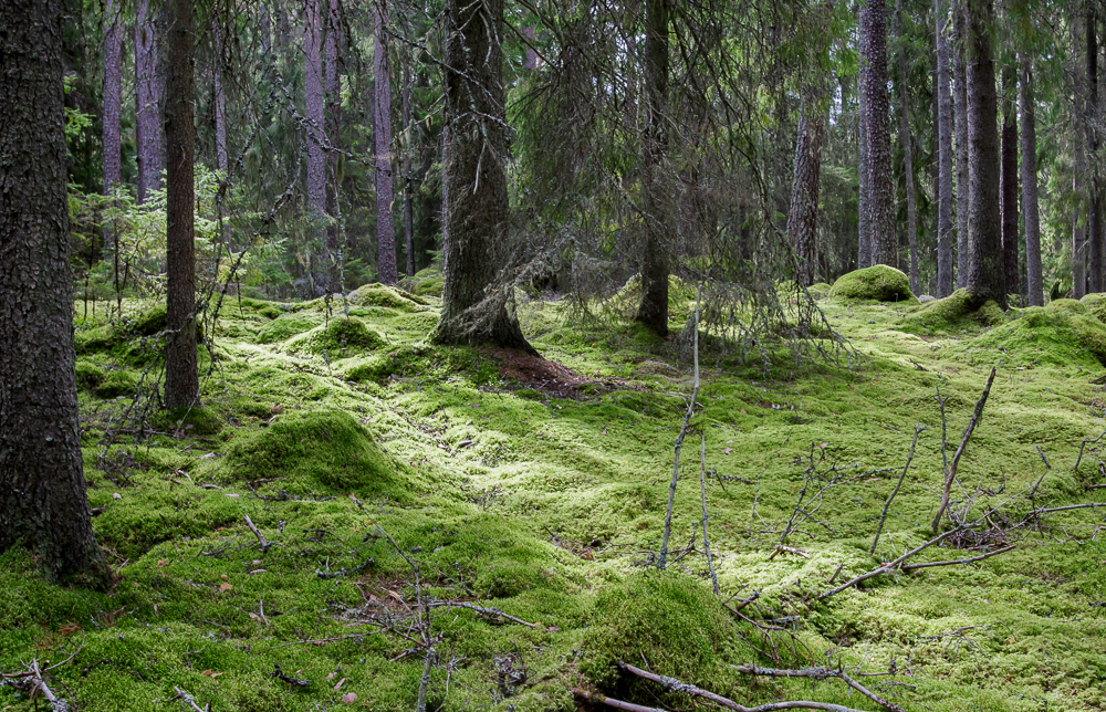 Ann Miles Blog: Colours of the Forest - Sweden