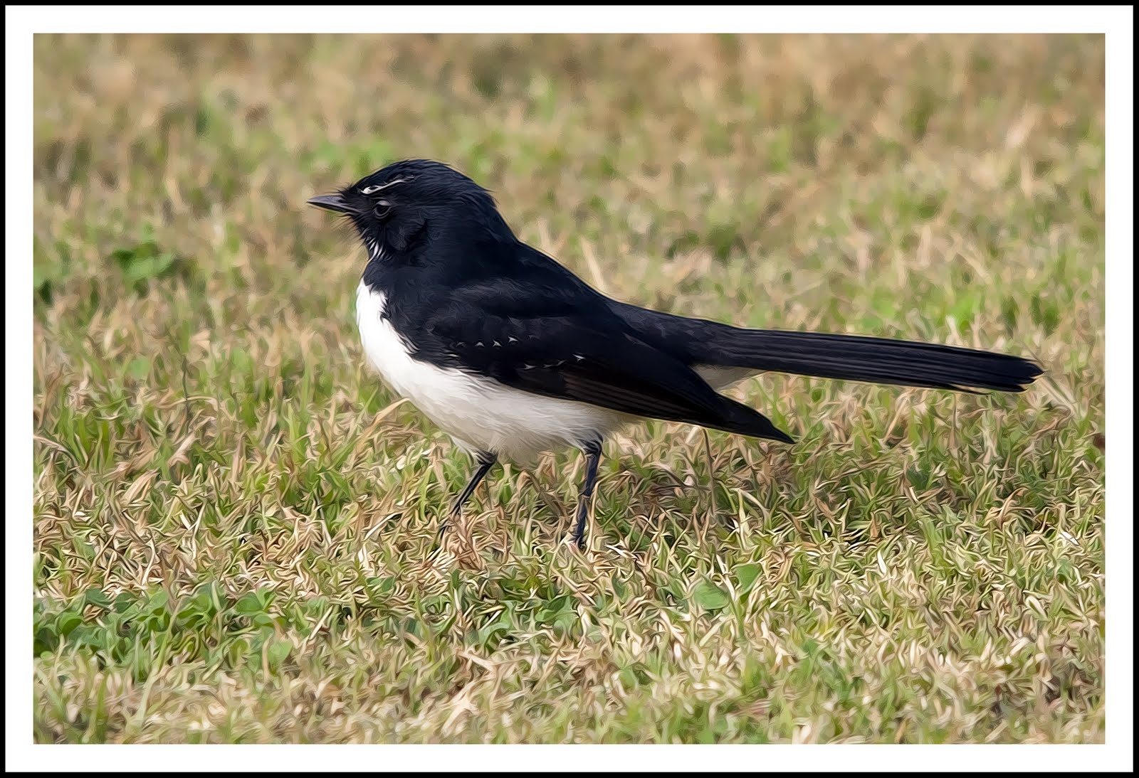 Rainbow Photography: Gympie Duck Ponds