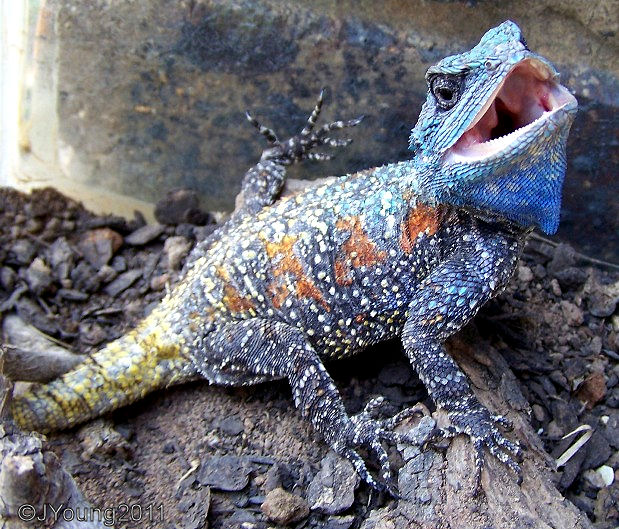 South African Photographs: Southern Tree Agama (Acanthocercus atricollis)