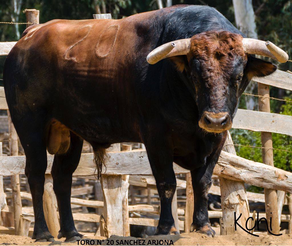 TAUROMAQUIAS - Primera bitácora taurina del Perú: Corrida de toros ...