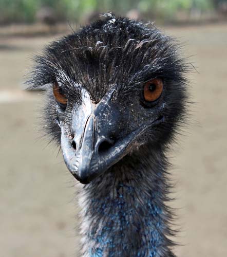 Stock Pictures: Emu the bird