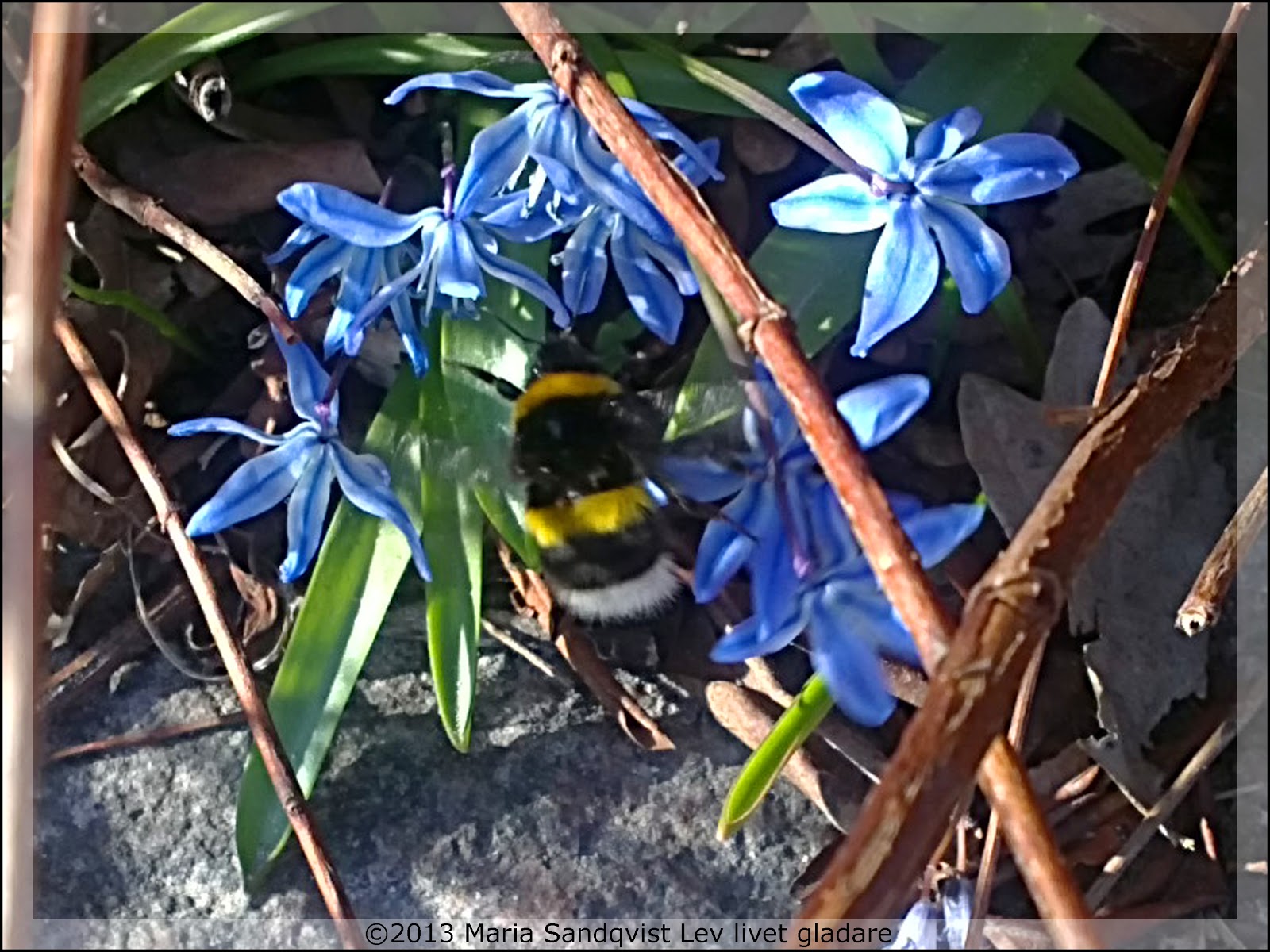 Lev livet gladare: Vårens första humla