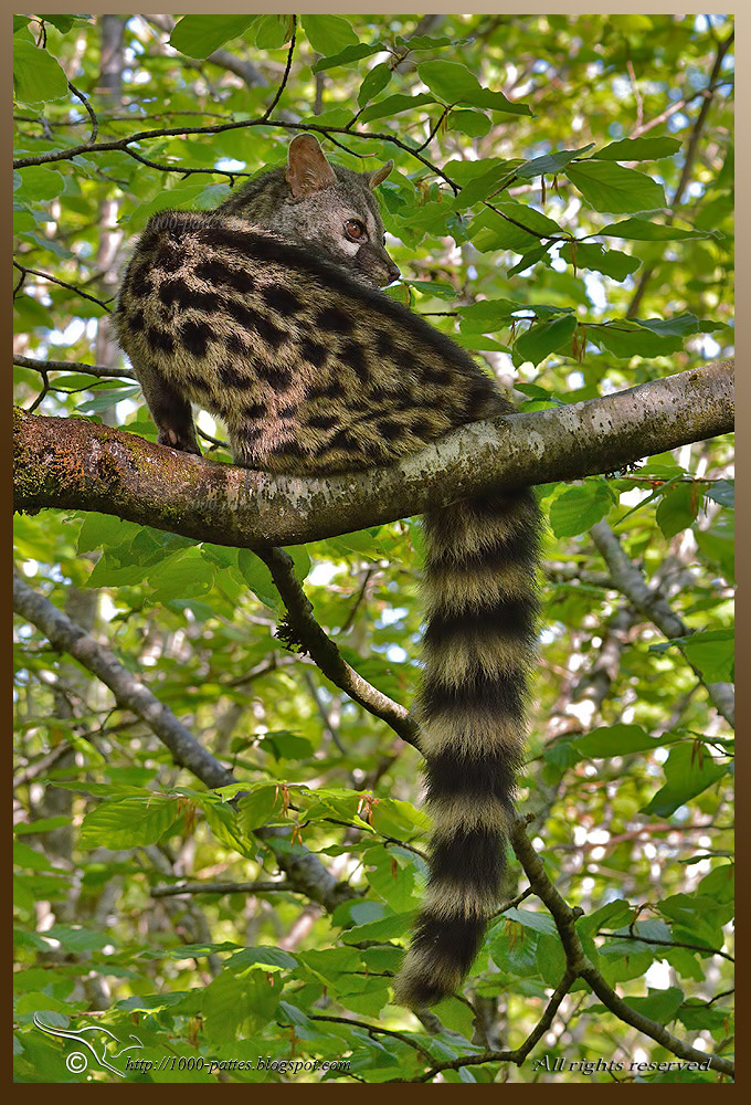 WILDLIFE GATEWAY: Genette commune