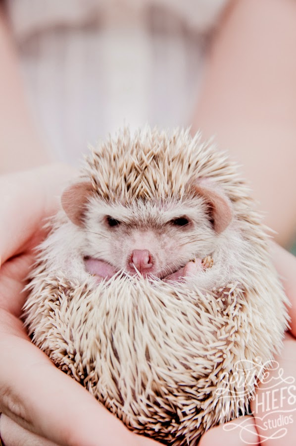 Little Mischiefs Studios: Hedgehog love