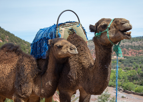 Sam, Coffee, Money, & Thyme: The Straw that Broke This Camel's Back