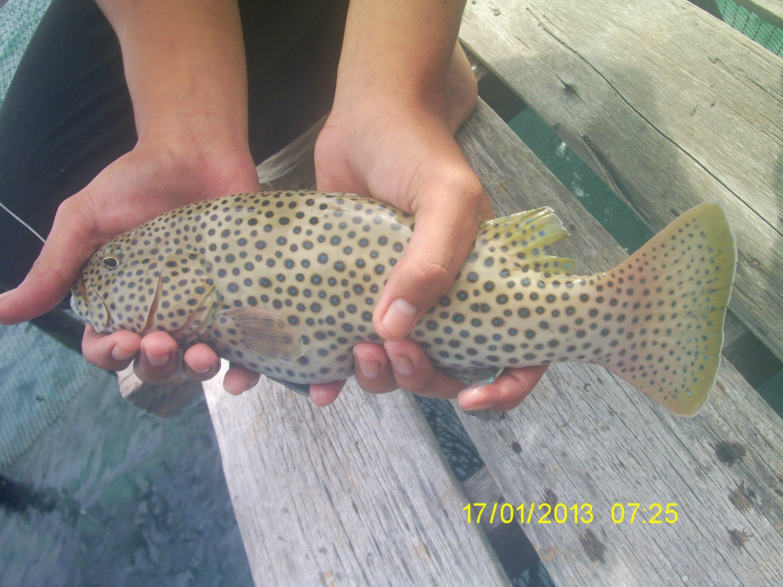 Ikan Kerapu Sunu (Plectropomus leopardus) | Biota Dunia Perairan