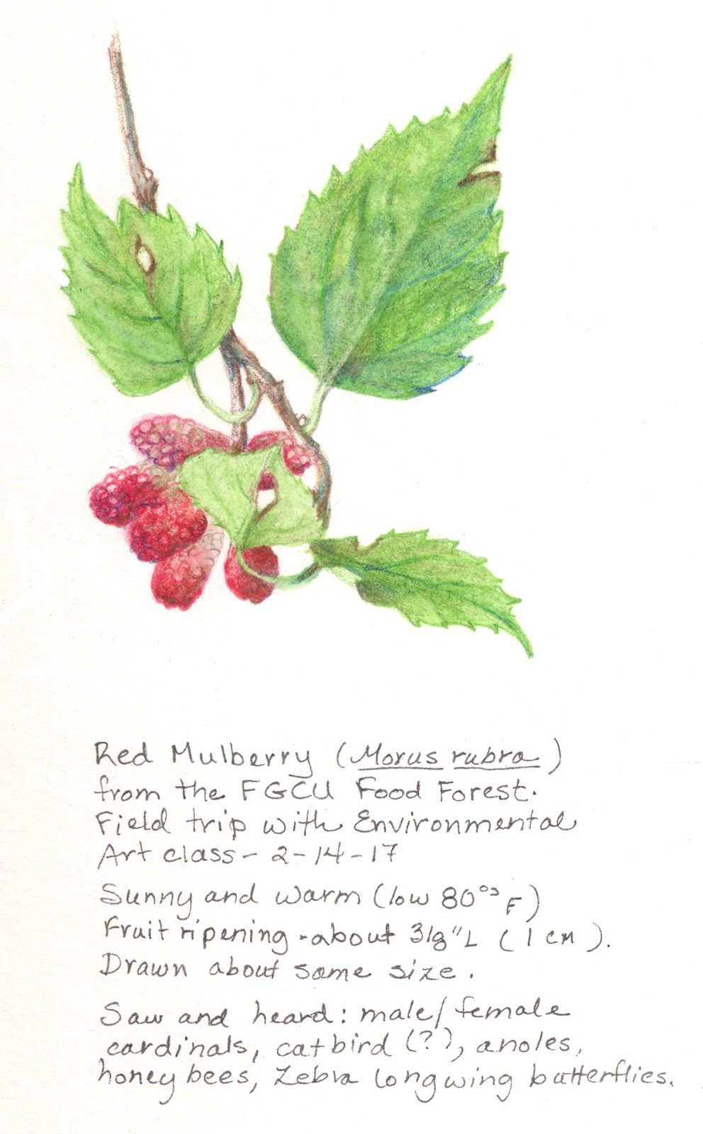 A Nature Art Journal: Sketching in the Food Forest