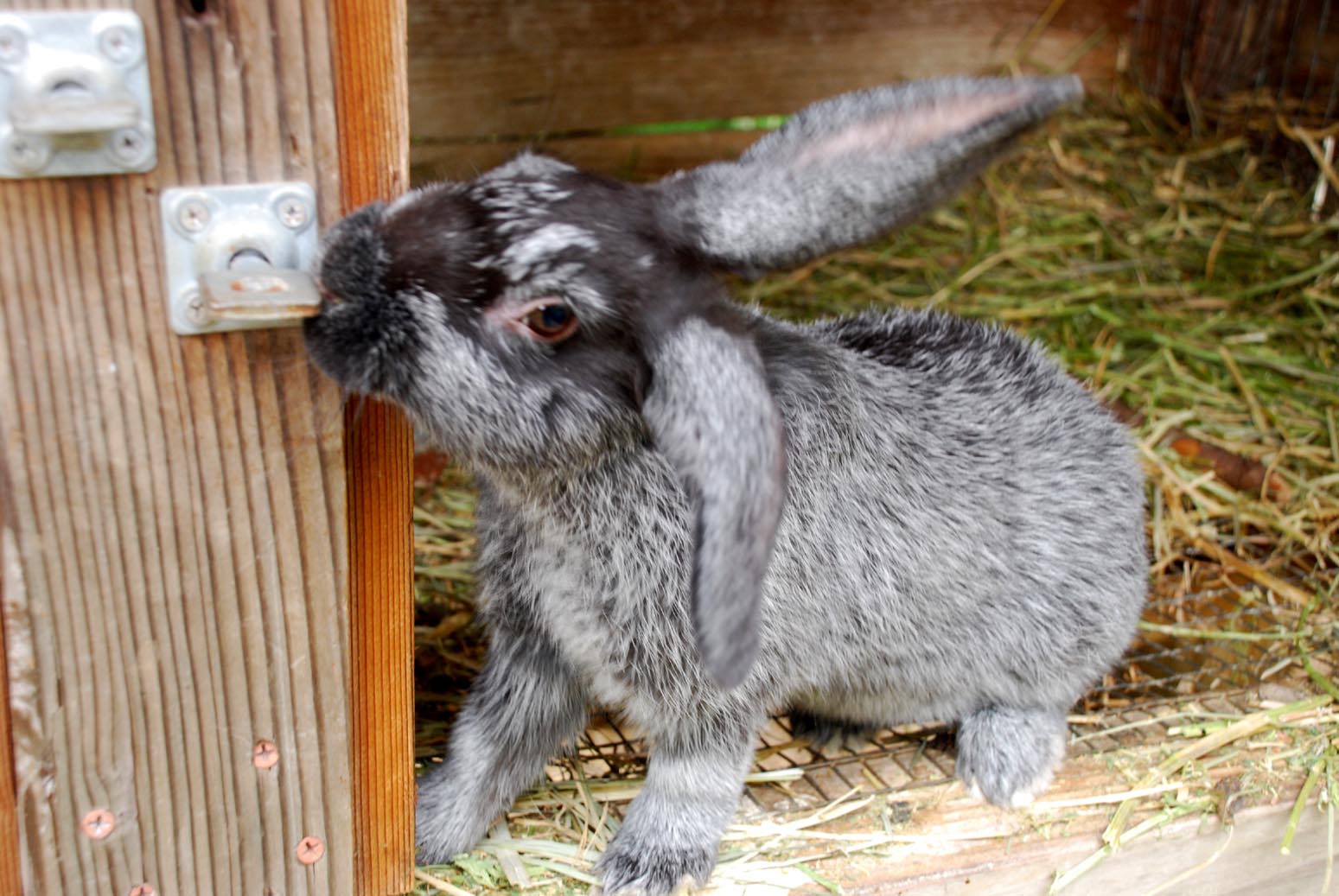 Applegarth Farm: meet the new rabbits