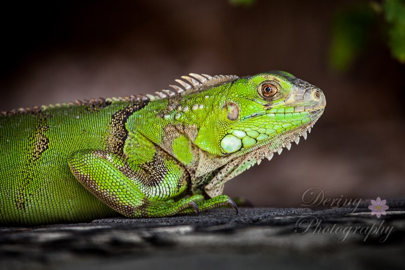 Love, Joy and Peas: Wildlife in Aruba: Photos By Guest Photographer ...