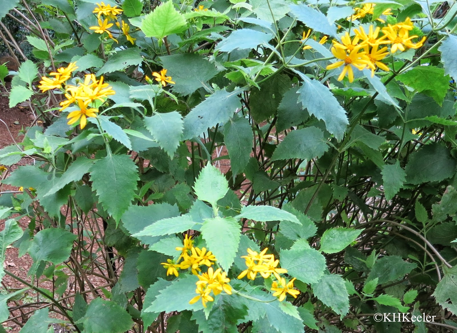 A Wandering Botanist: Visiting Kauai -- Native Flowers!
