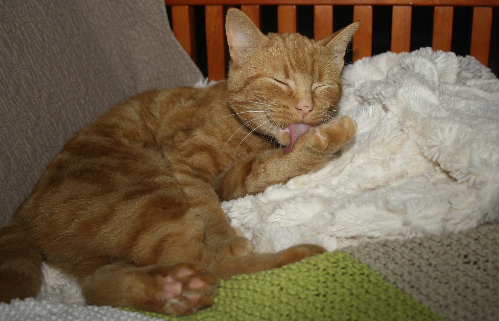 Wandering Cat Studio: Friday Felines