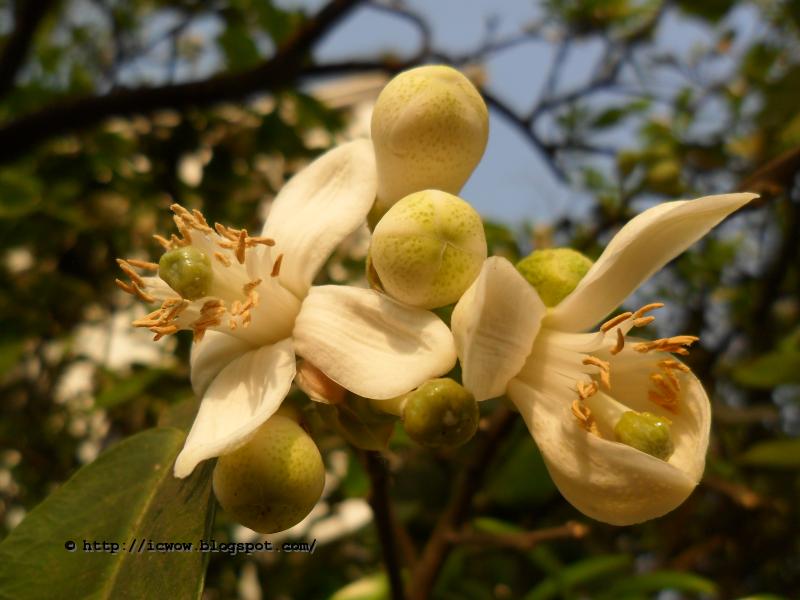 Batabi Lebu Ful(বাতাবী লেবু ফুল) - Citrus maxima