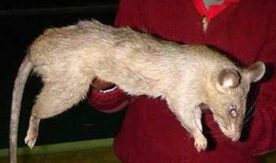 Um super rato de 10 quilos assustou família no Zimbábue, sul da África