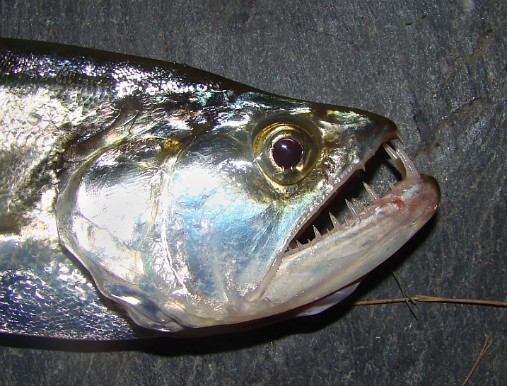 Virginia Tech Ichthyology Class : Payara - What Big Teeth You've Got ...