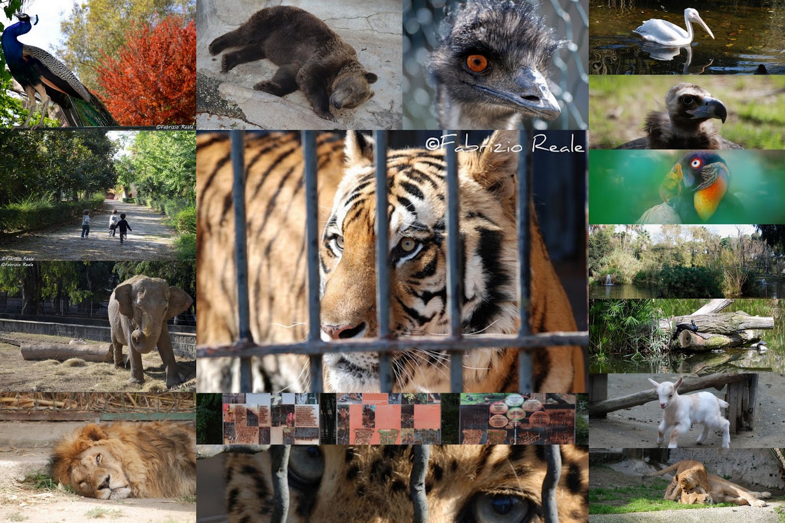 LaboratorioNapoletano.com: Lo zoo di Napoli è aperto, tutti allo zoo!