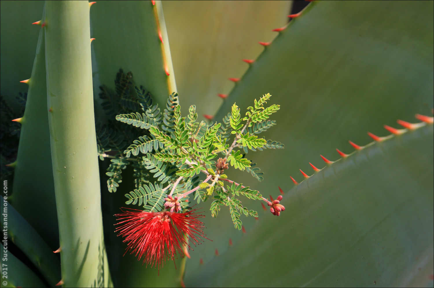In-depth tour of the front end garden
