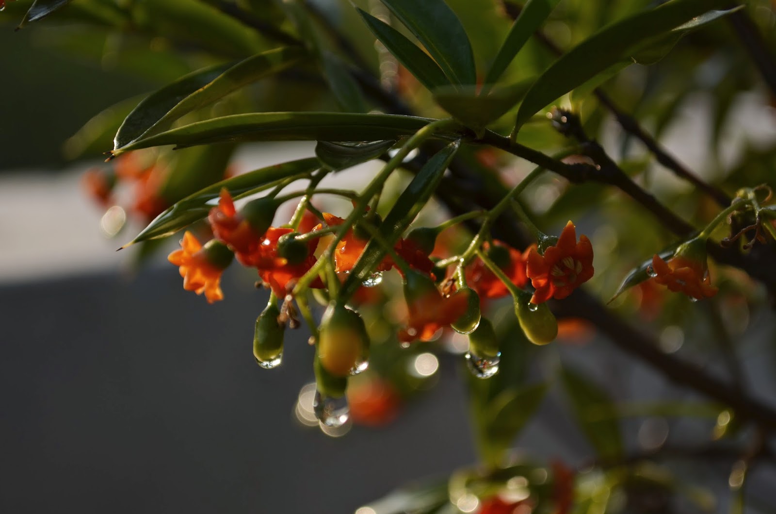 Just saying...: Jacquinia Justifiably so Aurantiaca