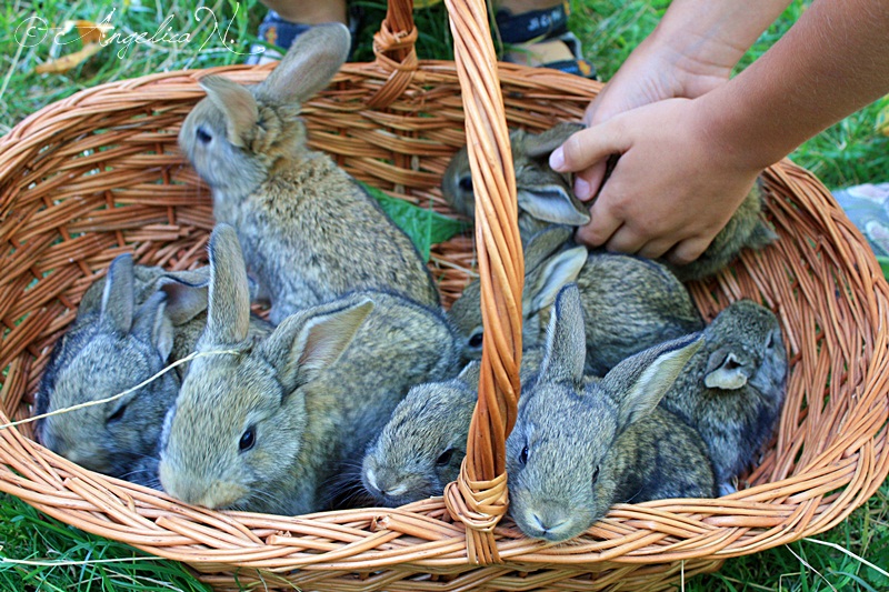 Angel's food: Frumoasa viata la tara...10 iepurasi noi in curte!!!