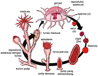 srirahayufns's: Perkembangbiakan Seksual dan Aseksual pada Makhluk Hidup