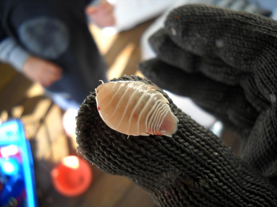 A View from the Beach: Chesapeake Bay to Star in Horror Film