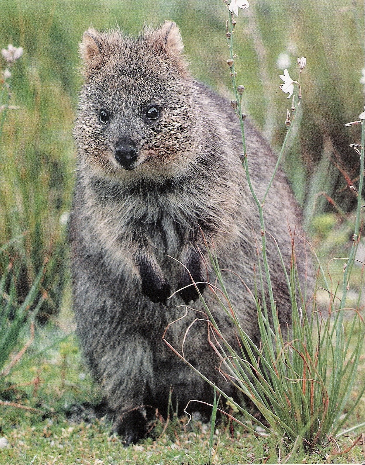 Zoológico Virtual do Koba: Quokka