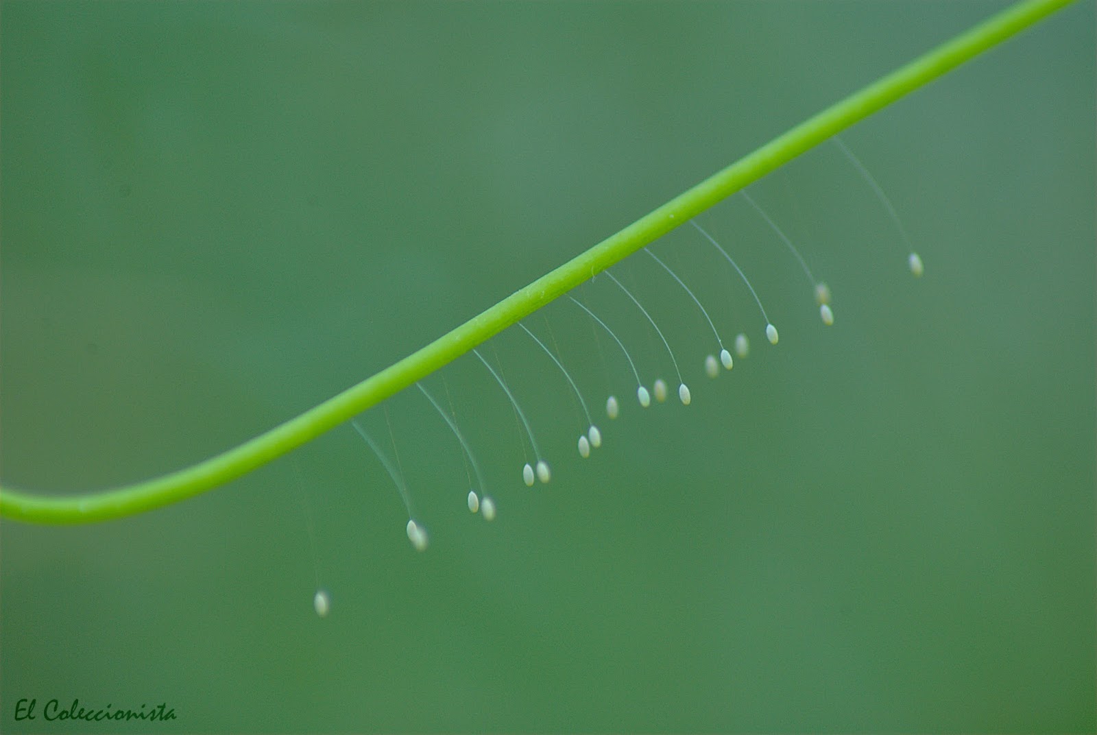 El coleccionista de luz: Puesta de crisopa.