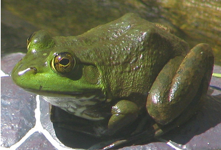 Exoten in Nederland: Amerikaanse stierkikker (of Brulkikker)