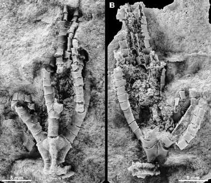 Sciency Thoughts: Iocrinus africanus: A new species of Crinoid from the ...