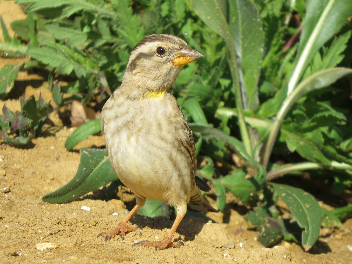 BIRDINGLEON: Gorriones chillones