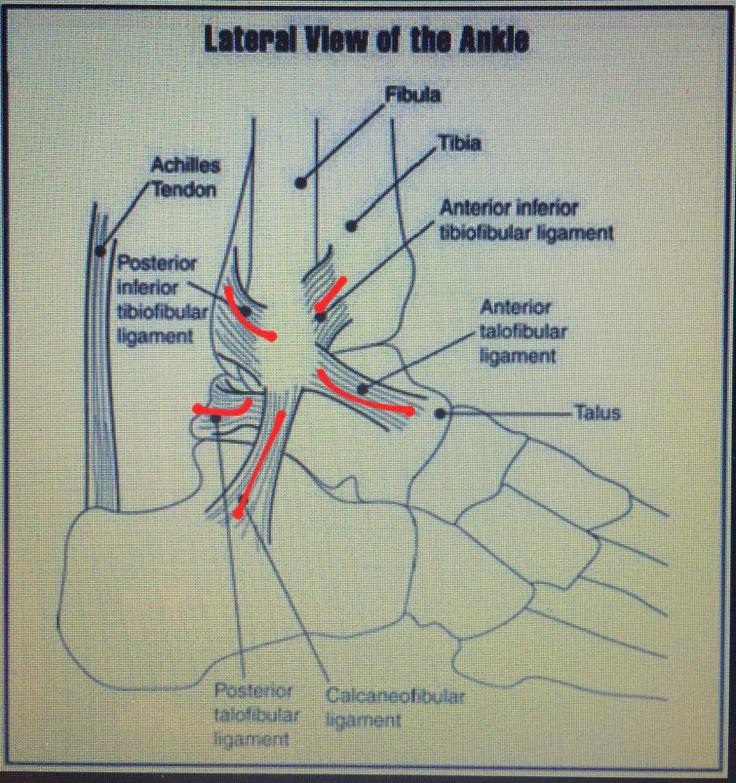 Michelle Koo's Anatomy and Physiology Blog: More Effective Joint ...