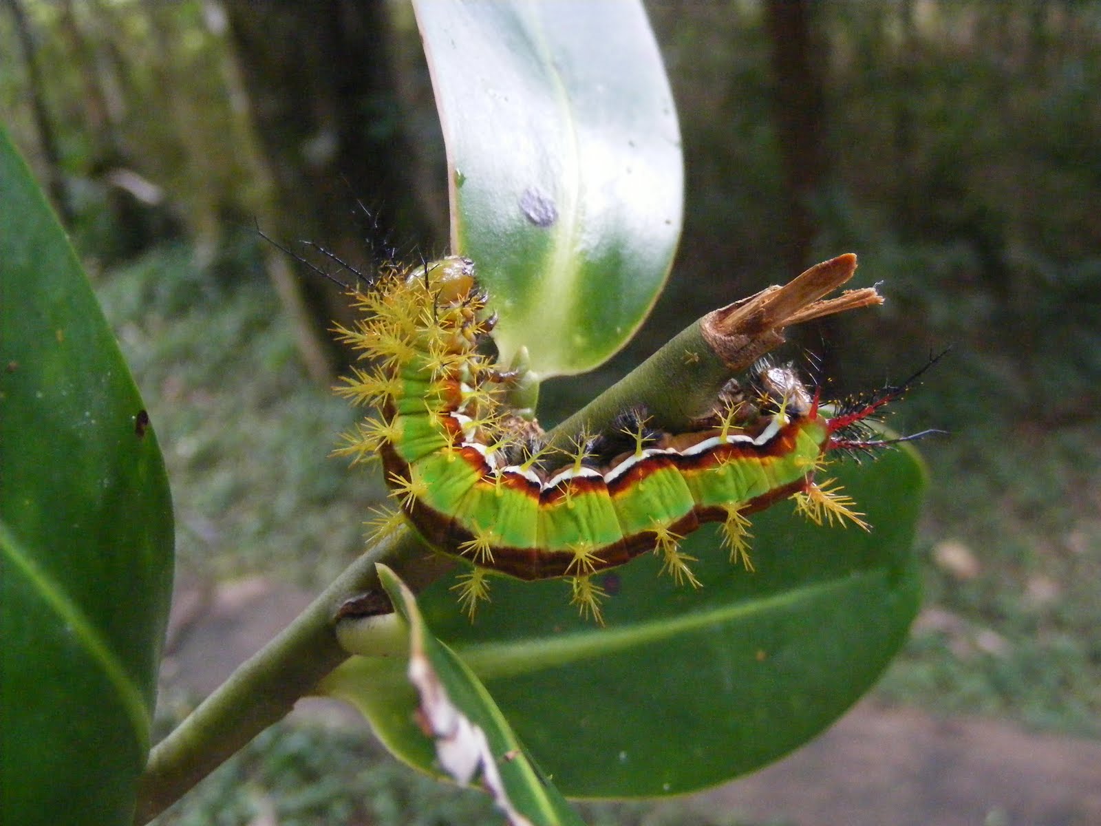 Caterpillar of the day: Automeris sp. | Caterpillar Eyespots