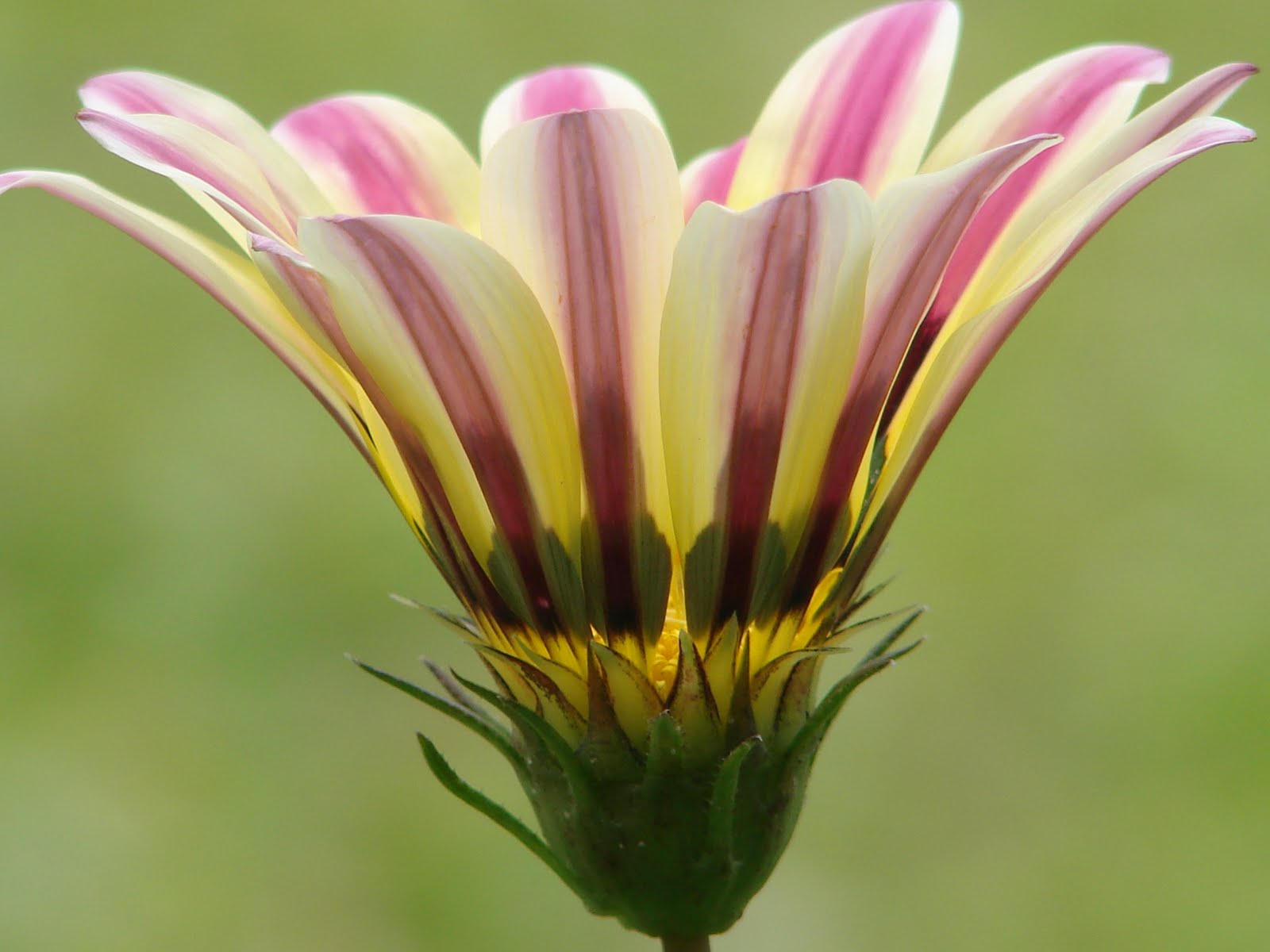 Pintura e Fotografia: Fotografia - Cálice