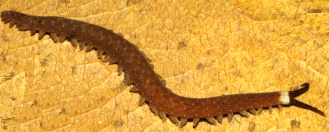 Mario Vásconez: Ecuador 45: Los incendios y la fauna del Parque ...