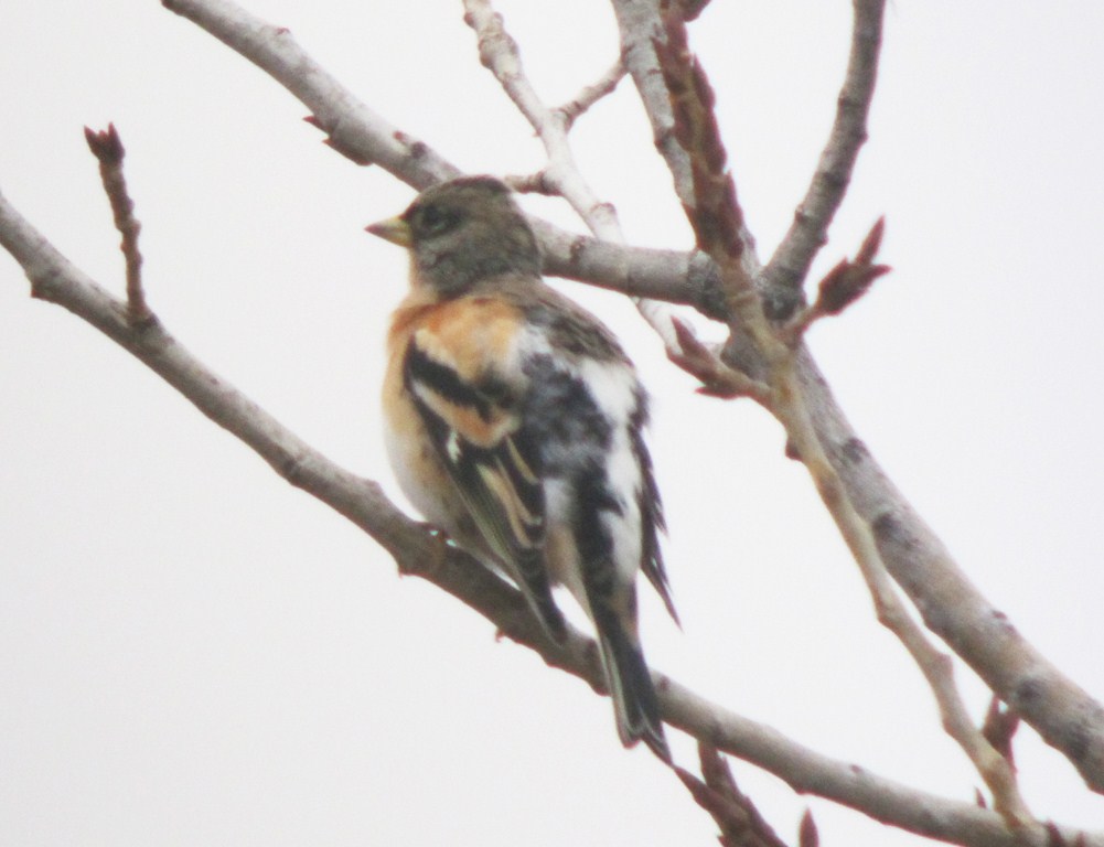 BIRDINGLEON: Pinzones reales en el Páramo
