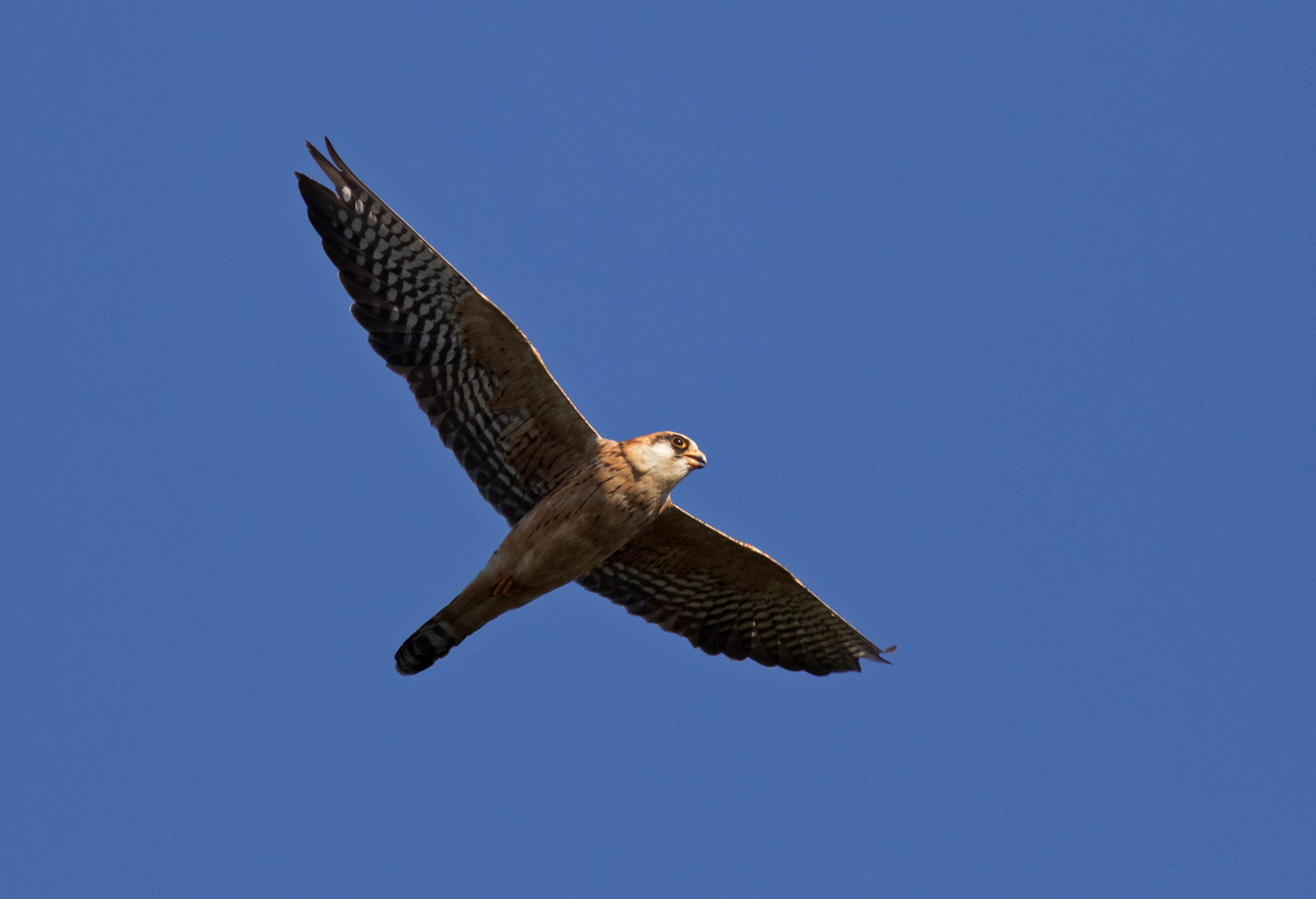 Wright's Wanderings: Red-footed Falcon