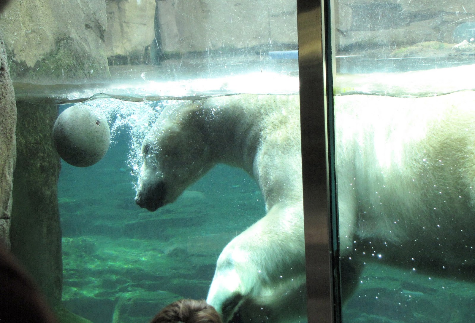 My Polar Bear Friends and Friends of Polar Bears: Payton of the Memphis Zoo