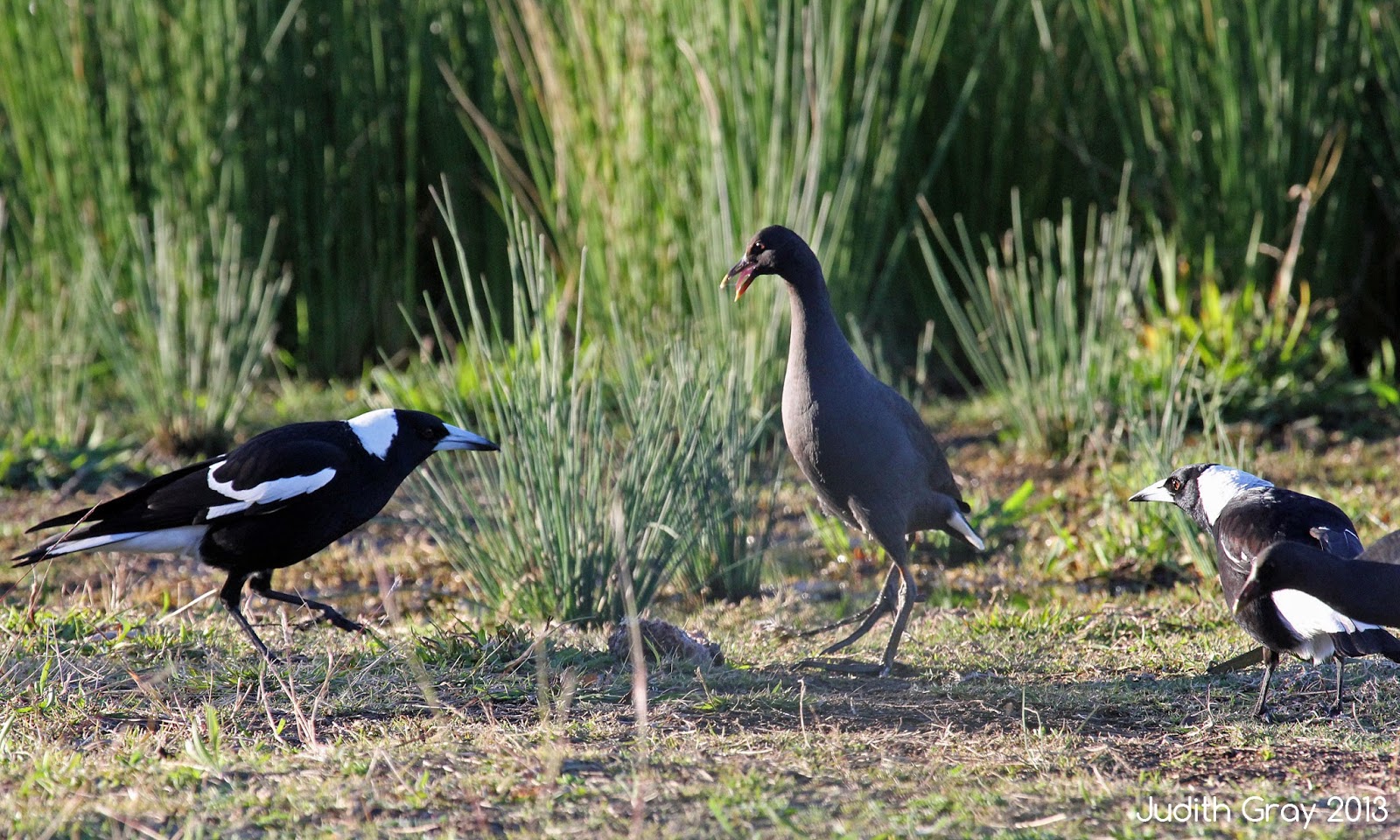 Moorhen & Magpie Face-Off