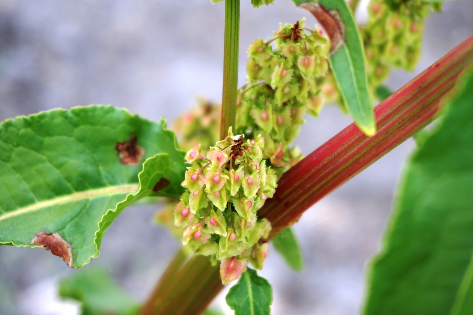 Plantas de Huerta Otea, Salamanca: Acedera brava (Rumex crispus)