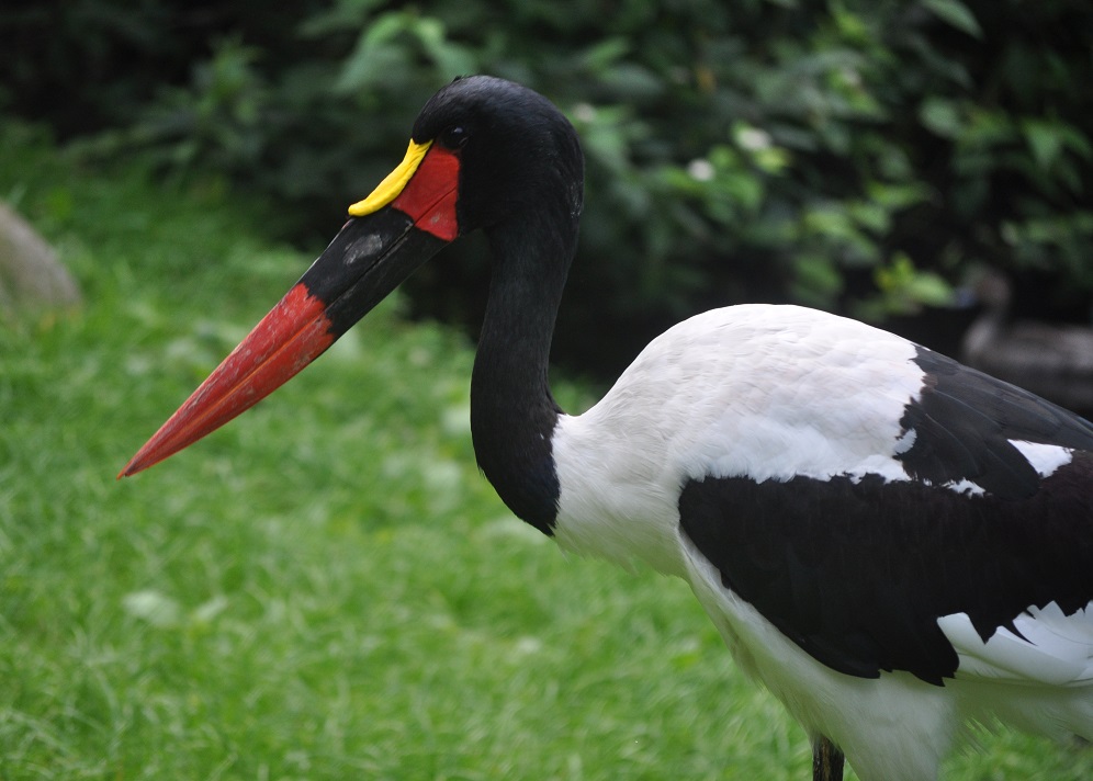 ZOOTOGRAFIANDO (6.100 ANIMALS): JABIRÚ AFRICANO / SADDLE-BILLED STORK ...