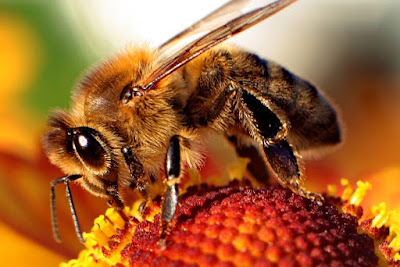 Avon Pest Control Blog: What do Honey Bees look like? How can I ...