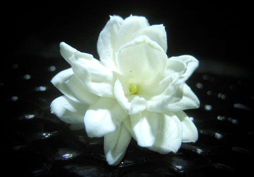 Hash Blog: Motia / Jasmine Flowers