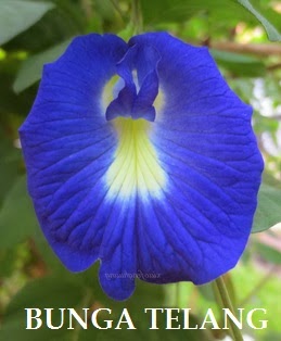 Petak Semai: BUNGA TELANG