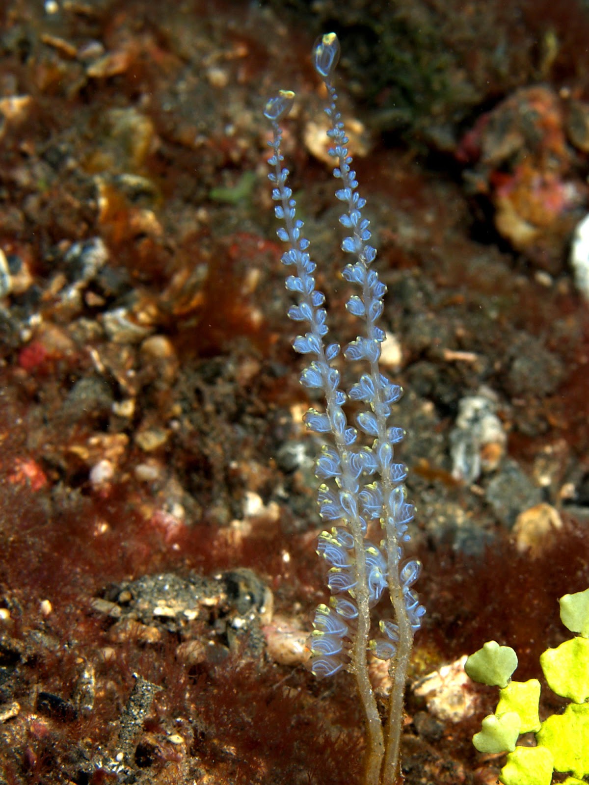 Real Monstrosities: Bluebell Sea Squirt