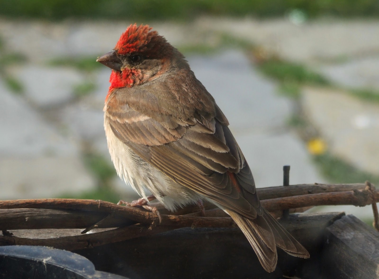 Fair Isle: Male Rosefinch & Red-Rumped Swallow - How close is too close?