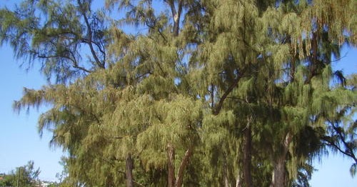 A la découverte...: GRAINE DE FILAO