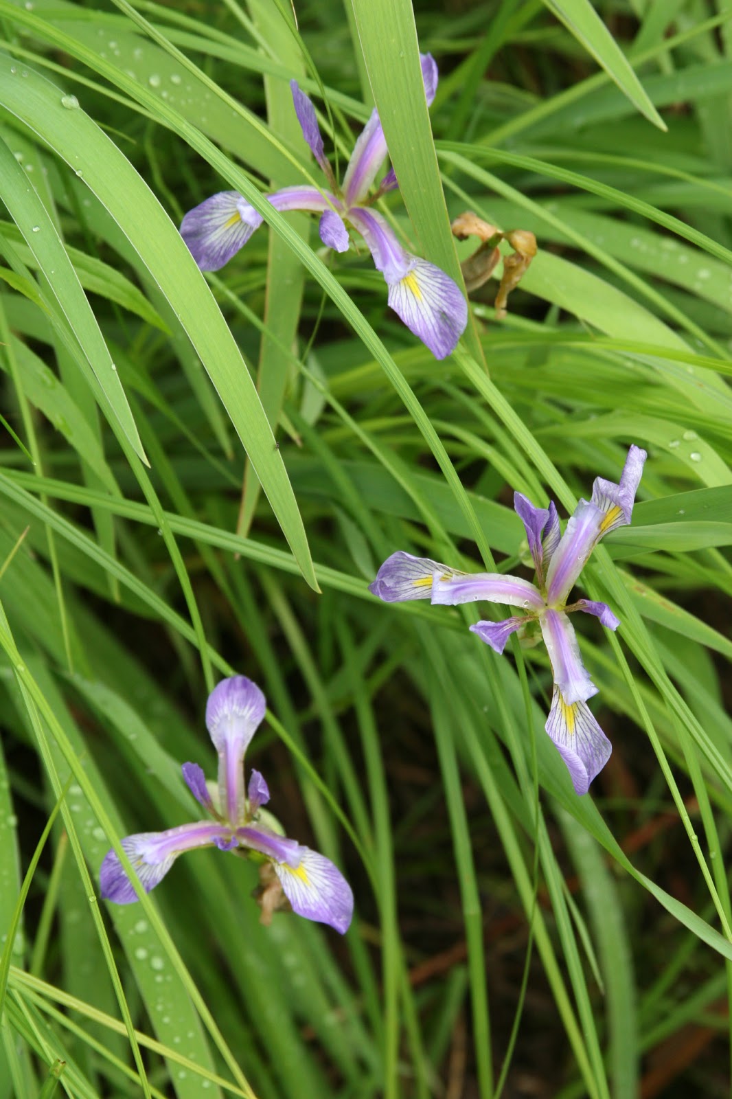 Isabella Conservation District Environmental Education Program: Native ...
