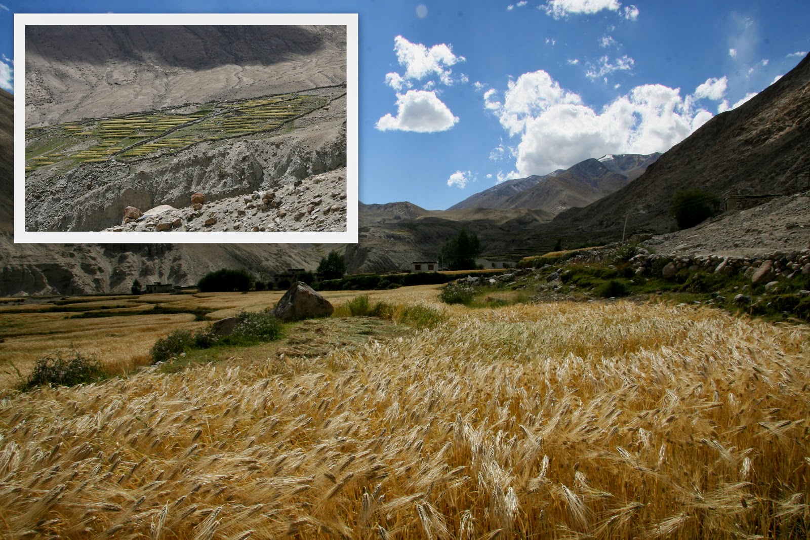 Intensive Subsistence Farming Rice