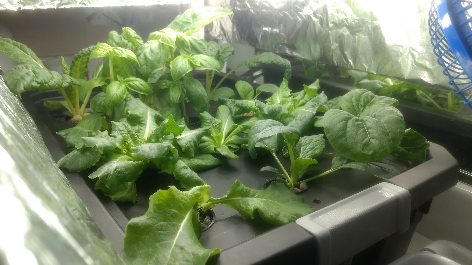 DIY Indoor DWC Hydroponic System Build FULL GUIDE | Greens and Machines